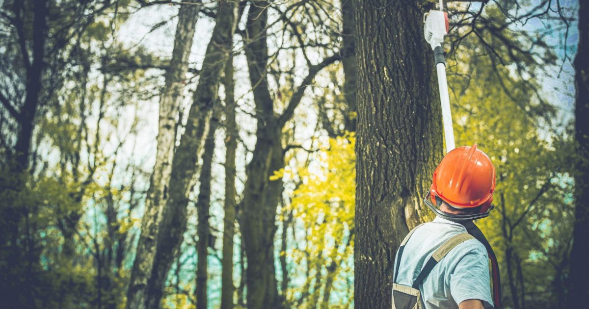 Tree Removal Lower Hutt | Trusted & Affordable Tree Removal